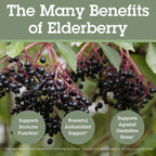 immune support elderberry lozenges