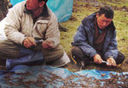 Immune support from Cordyceps mushrooms