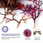 immune support purple sea moss