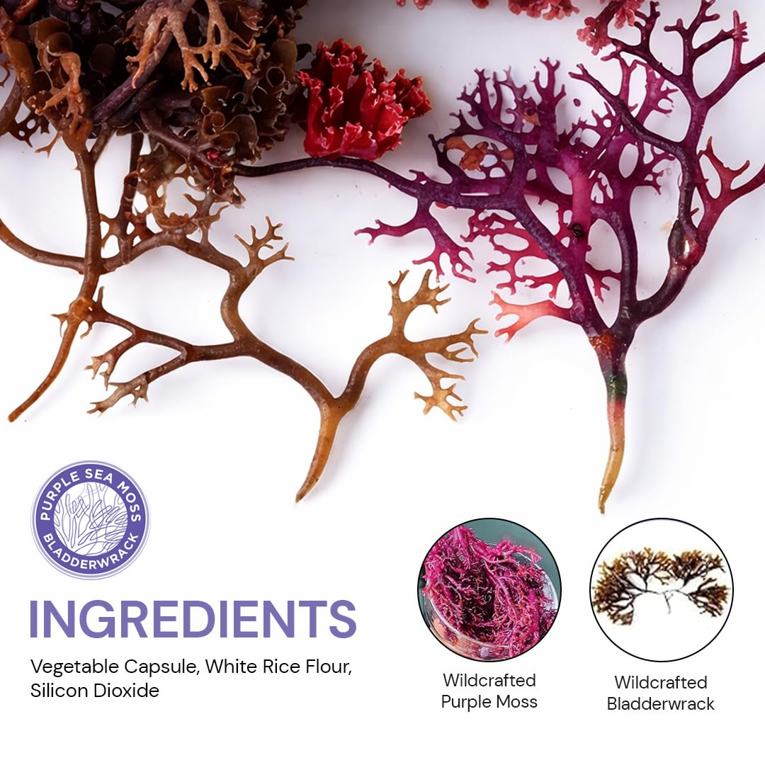 immune support purple sea moss