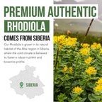 immune support rhodiola rosea