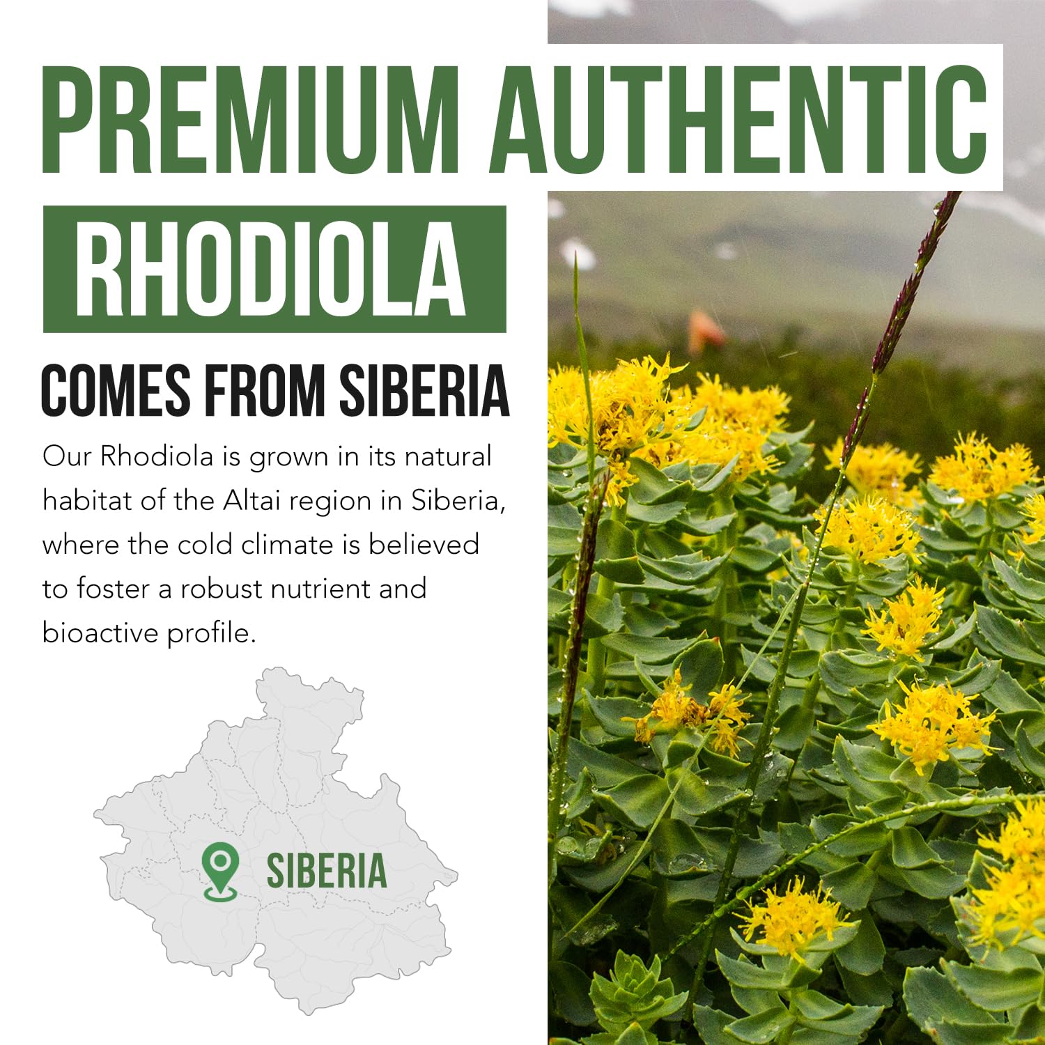 immune support rhodiola rosea