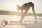 immune support turkey tail supplement
