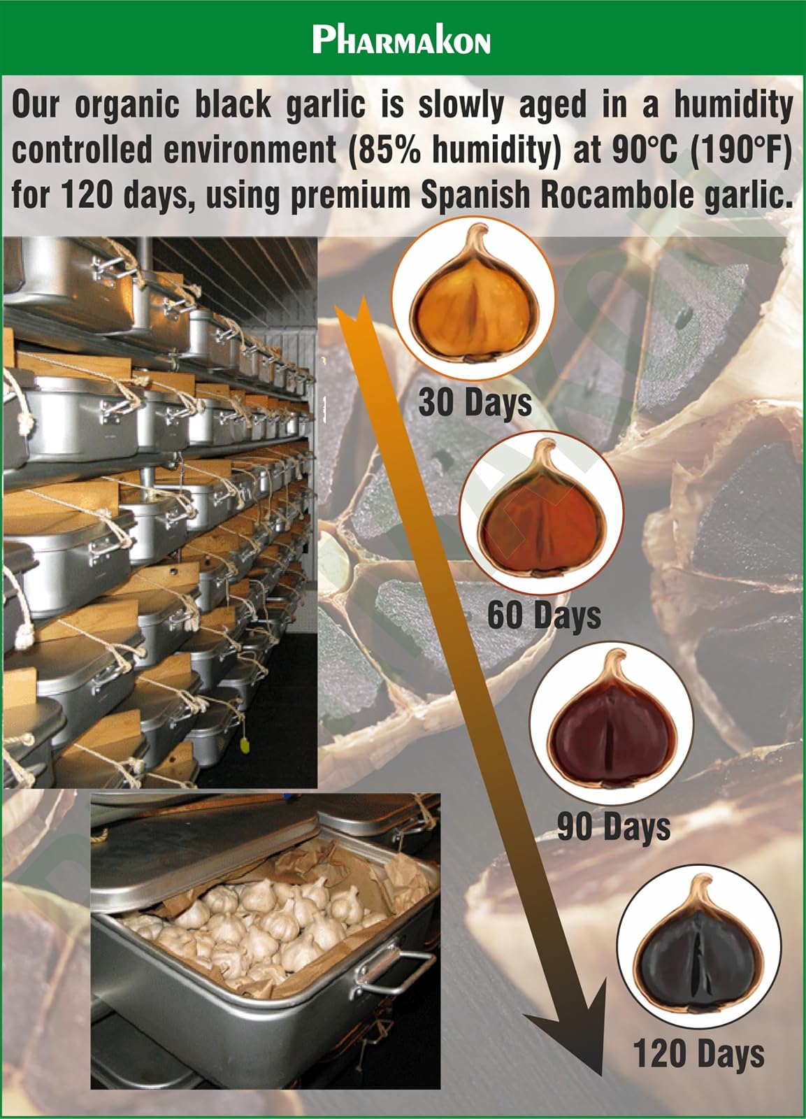 immune support with aged garlic