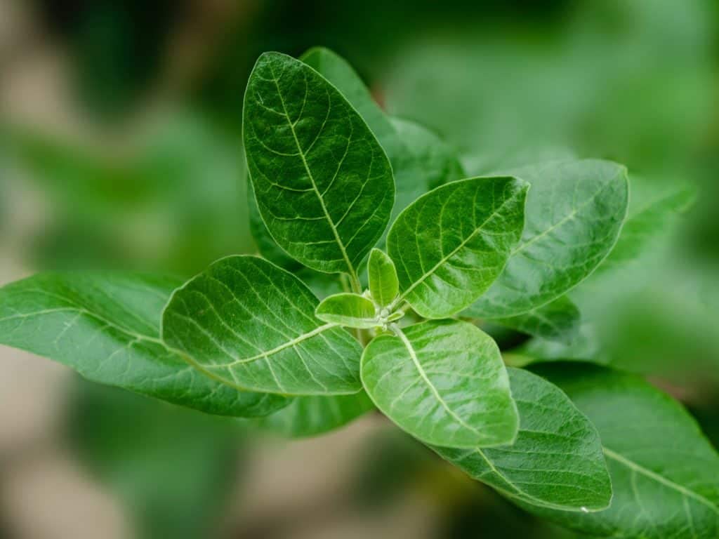 immune support with ashwagandha capsules