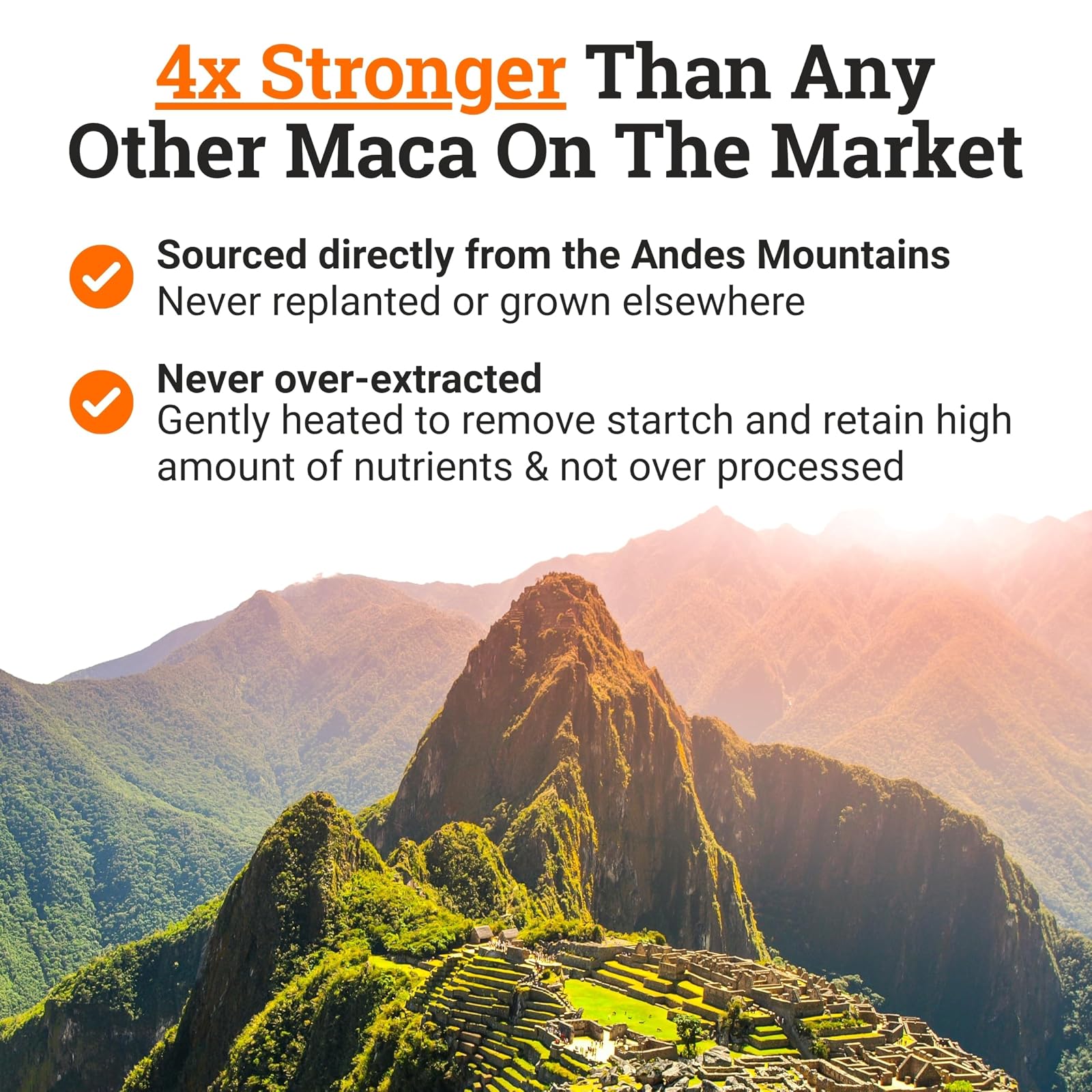 immune support with black maca