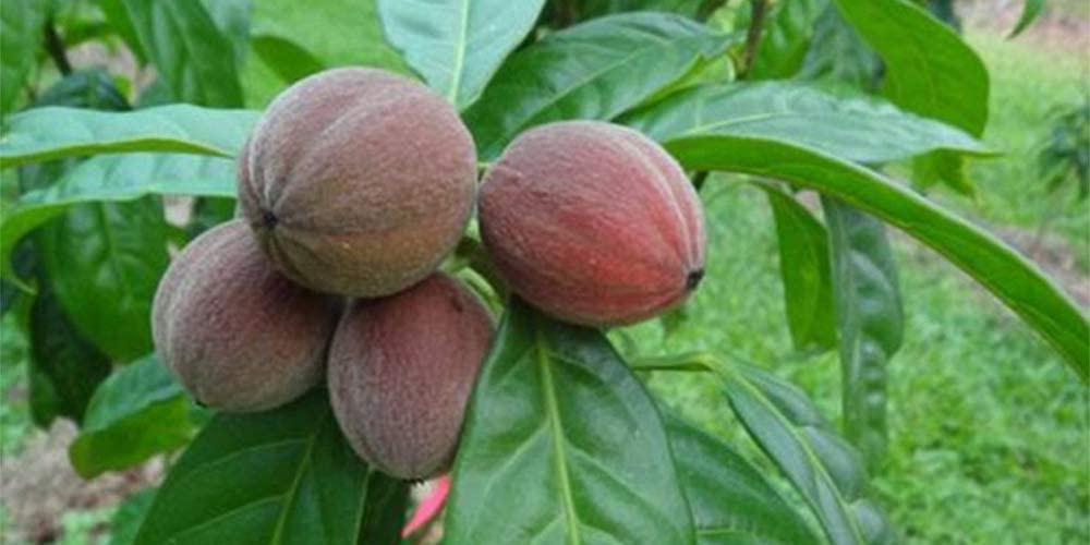 Immune support with Blushwood Berry