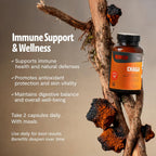 immune support with chaga mushrooms