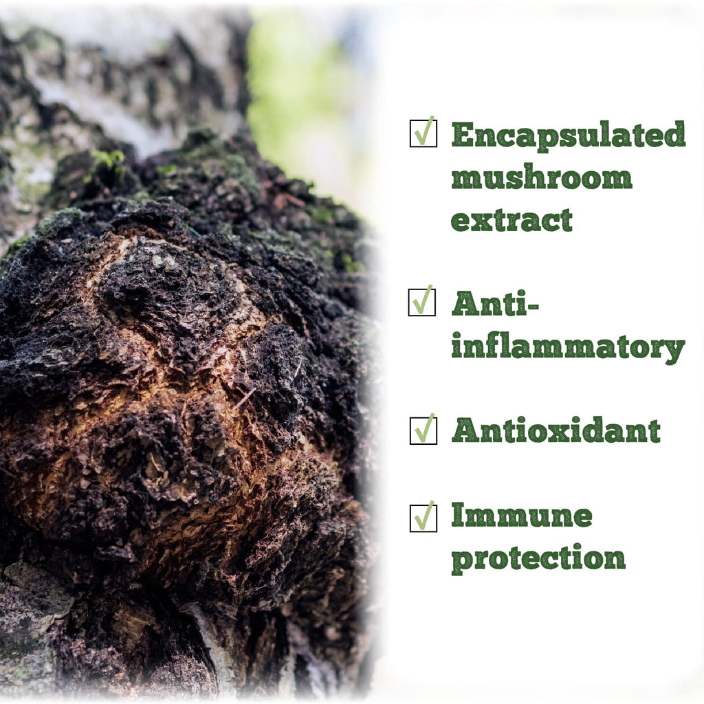 immune support with chaga mushrooms