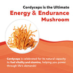 immune support with cordyceps