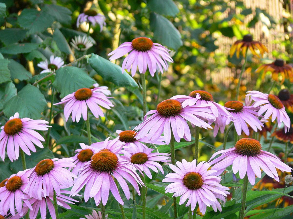 Immune support with echinacea capsules