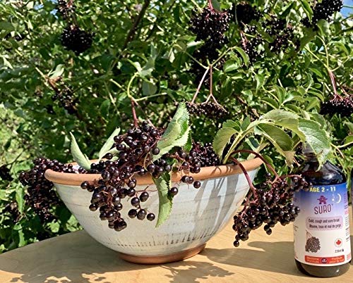 immune support with elderberry syrup