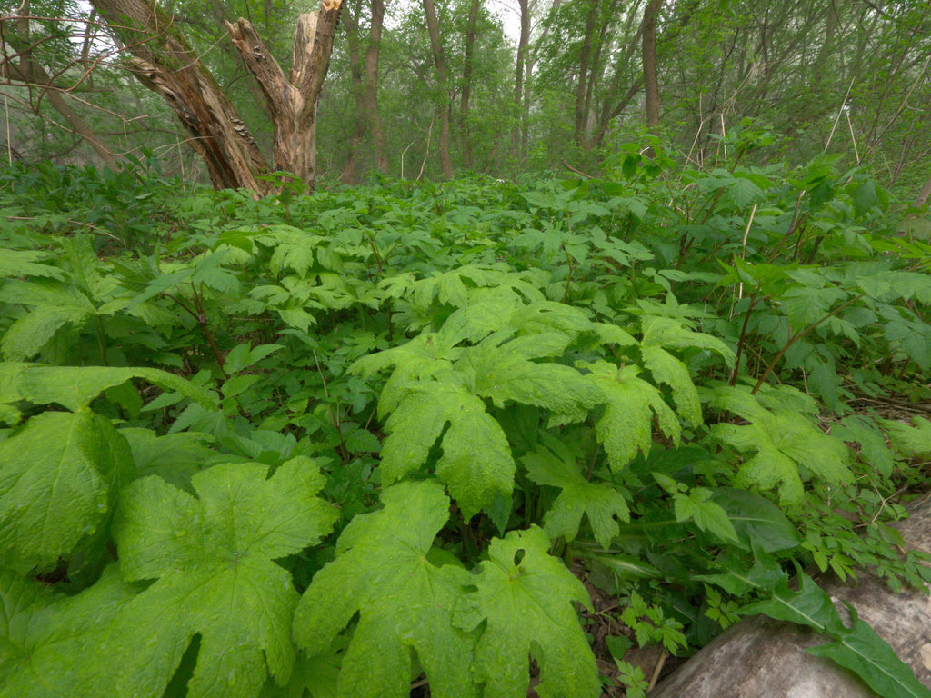 immune support with goldenseal supplement