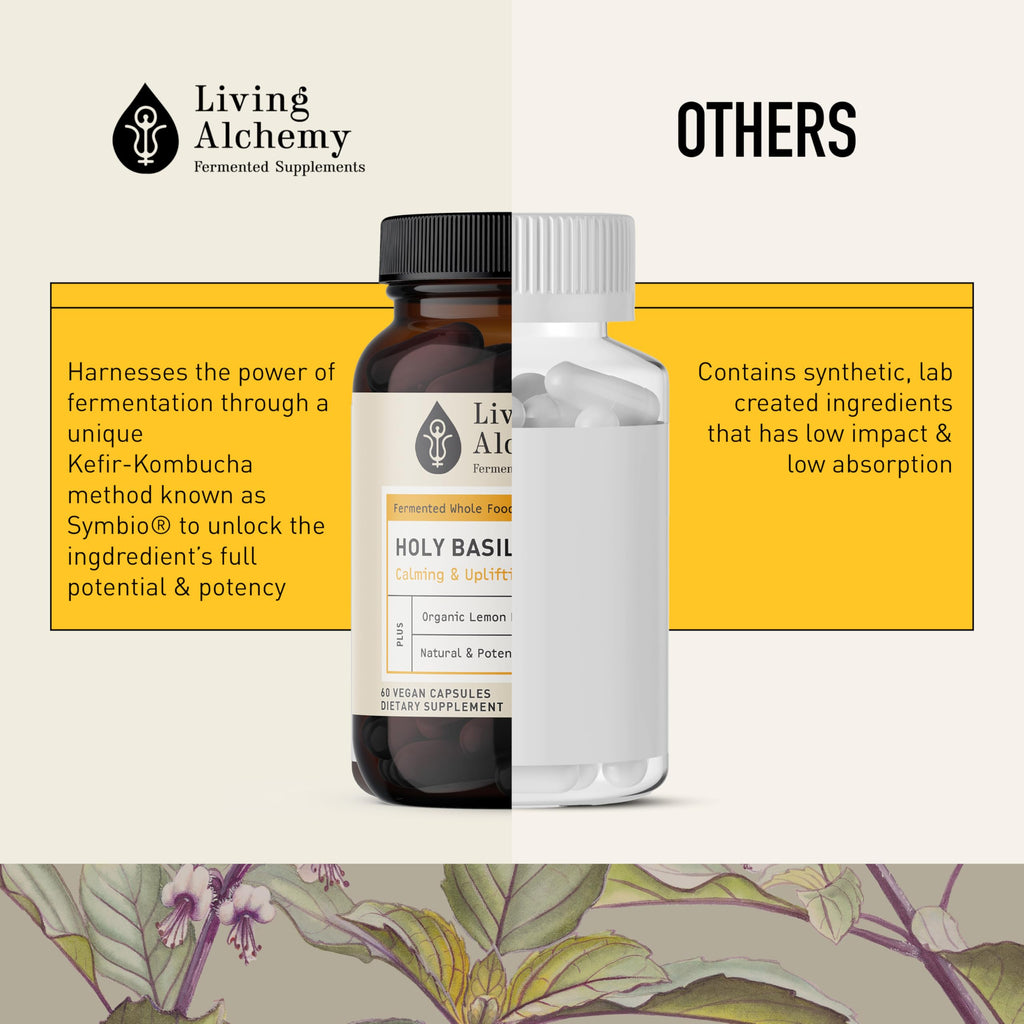 Immune support with holy basil