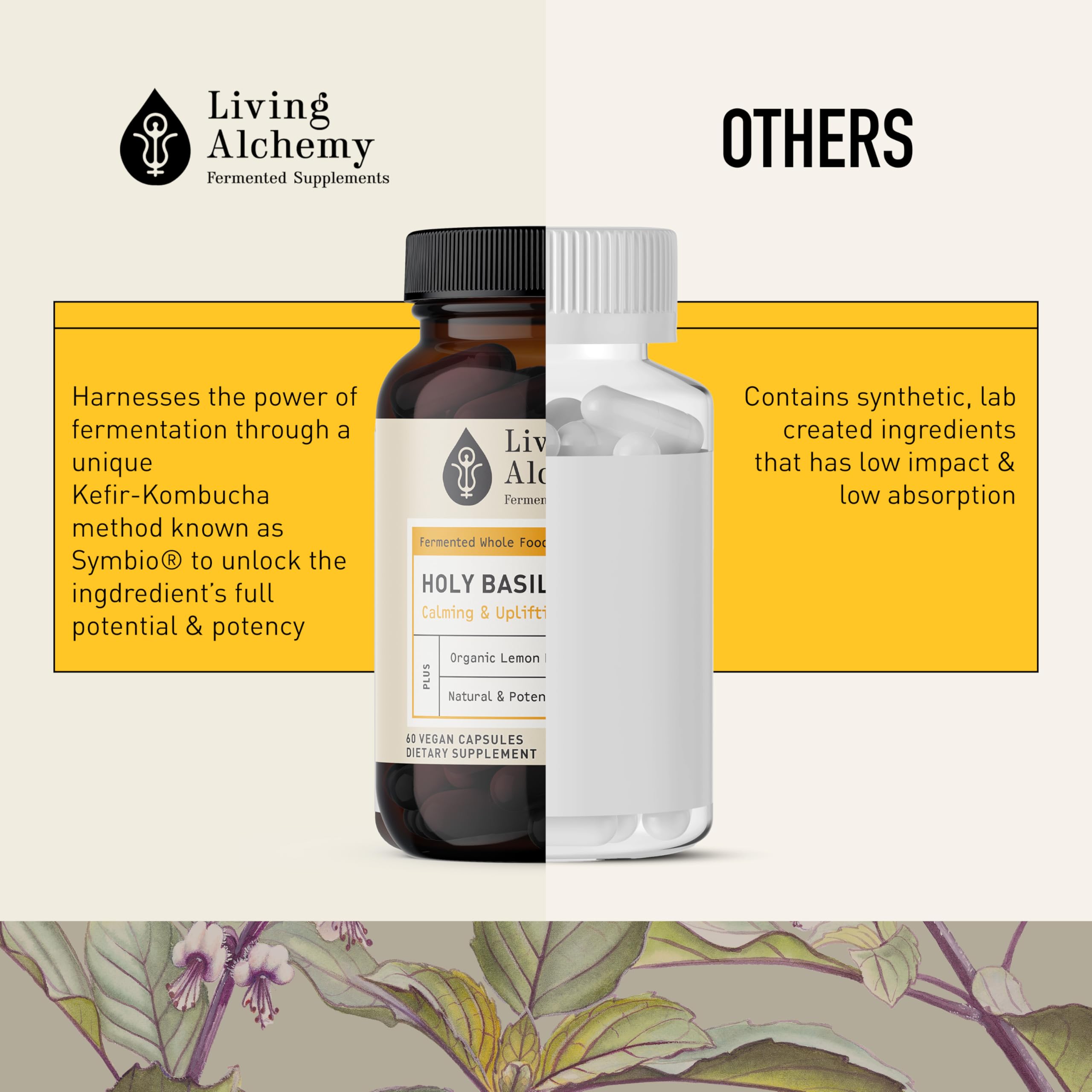 Immune support with holy basil