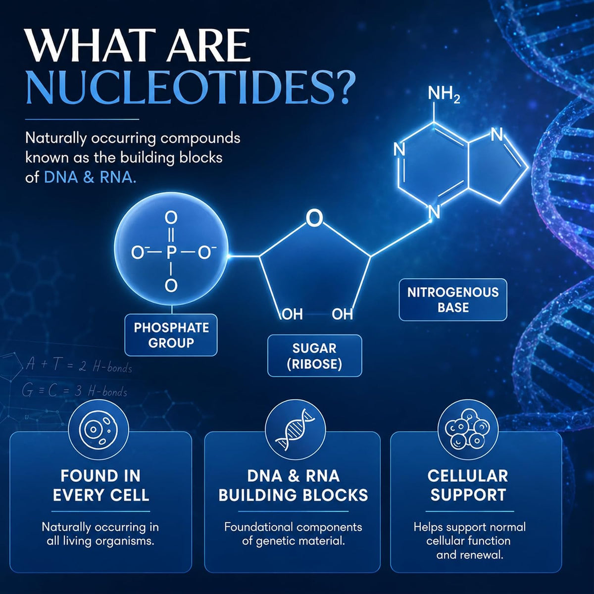 Immune support with nucleotide complex