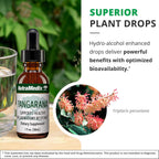 immune support with Palo Santo
