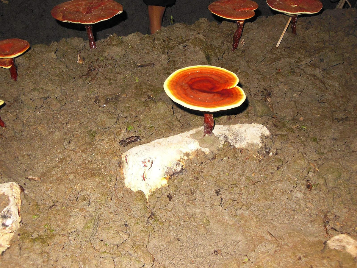 Immune support with Reishi oil