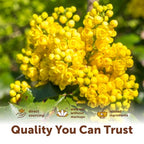 immune system booster vitamins