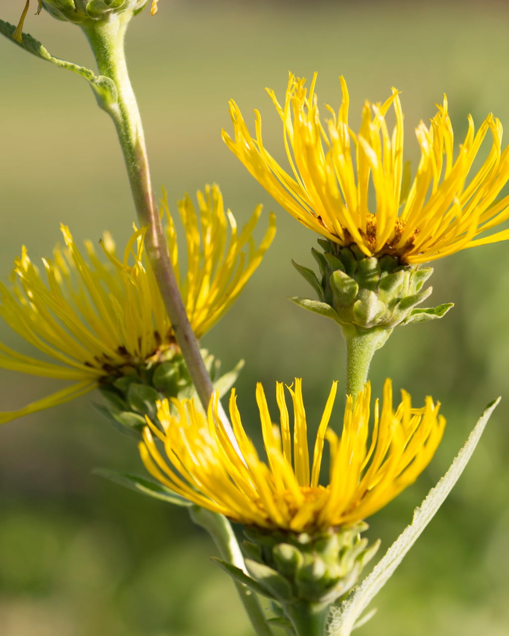 immune system booster with echinacea