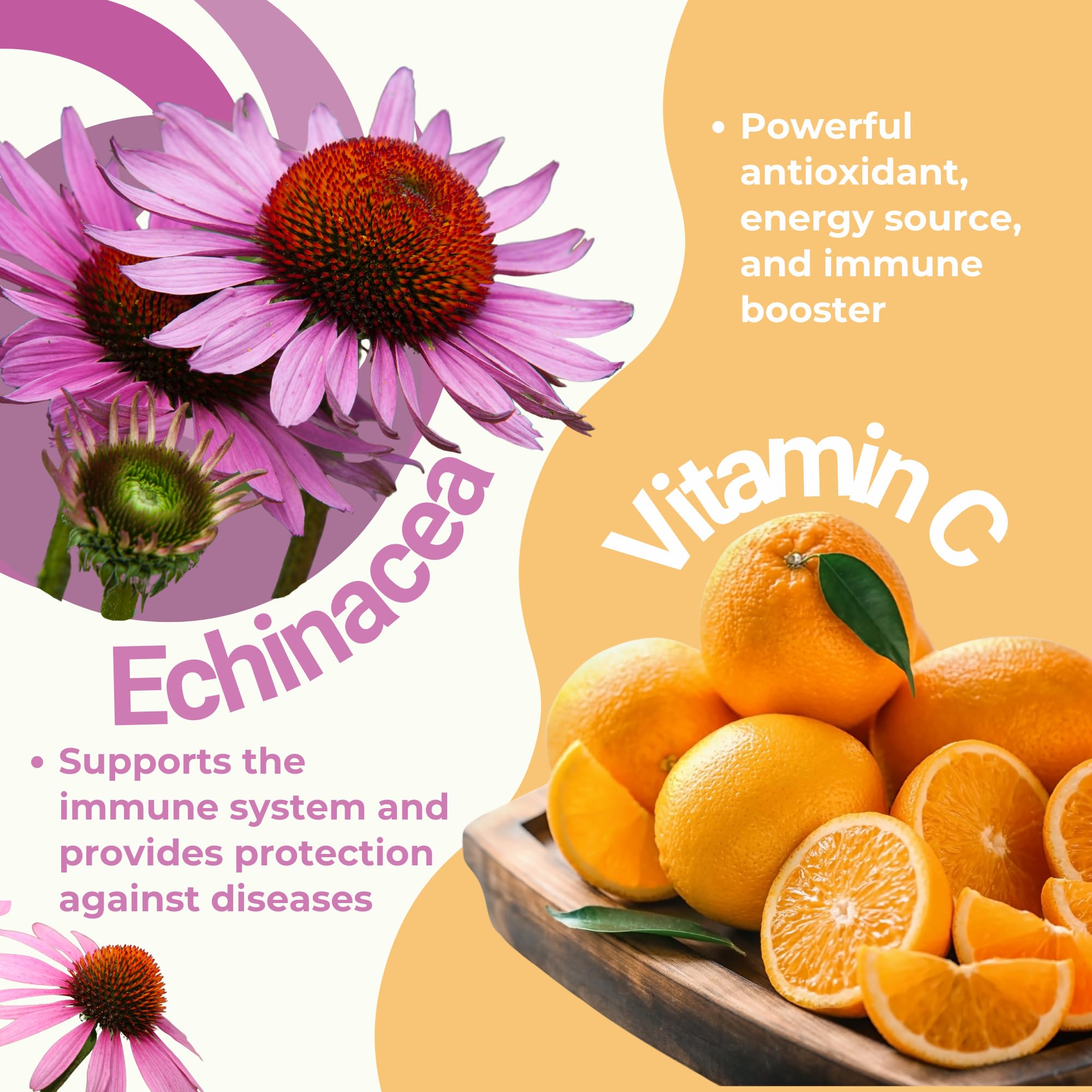 immune system support with echinacea