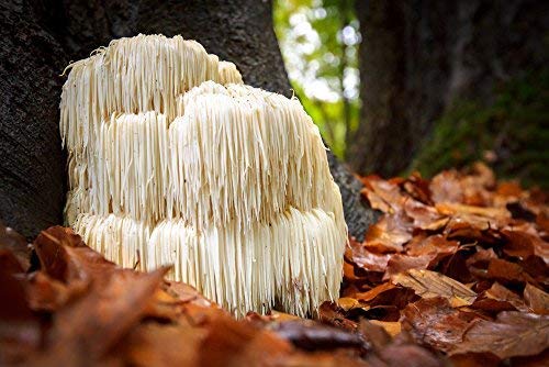 Immune system support with Lion's Mane mushrooms