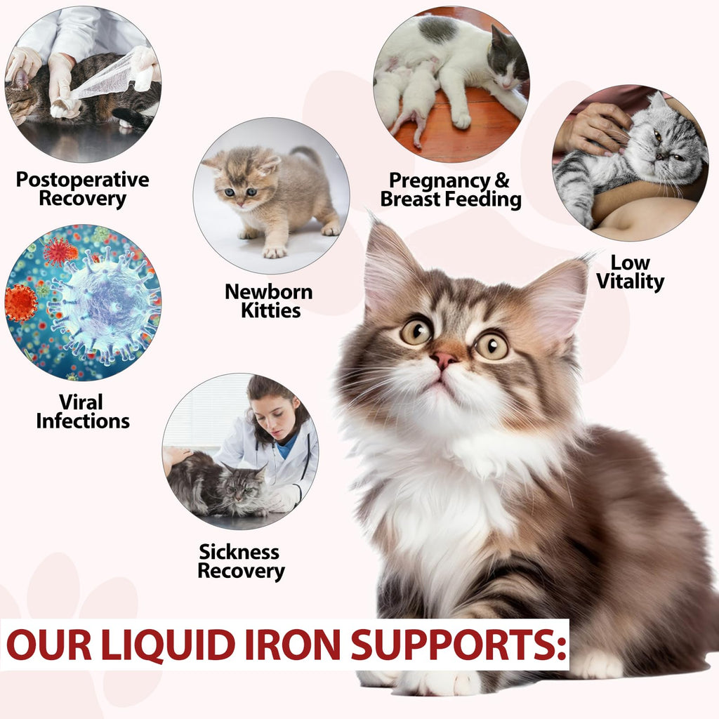 improve cat health with iron