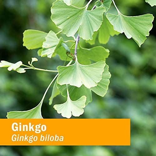 improve cognitive function ginkgo biloba