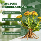improve mental clarity Rhodiola