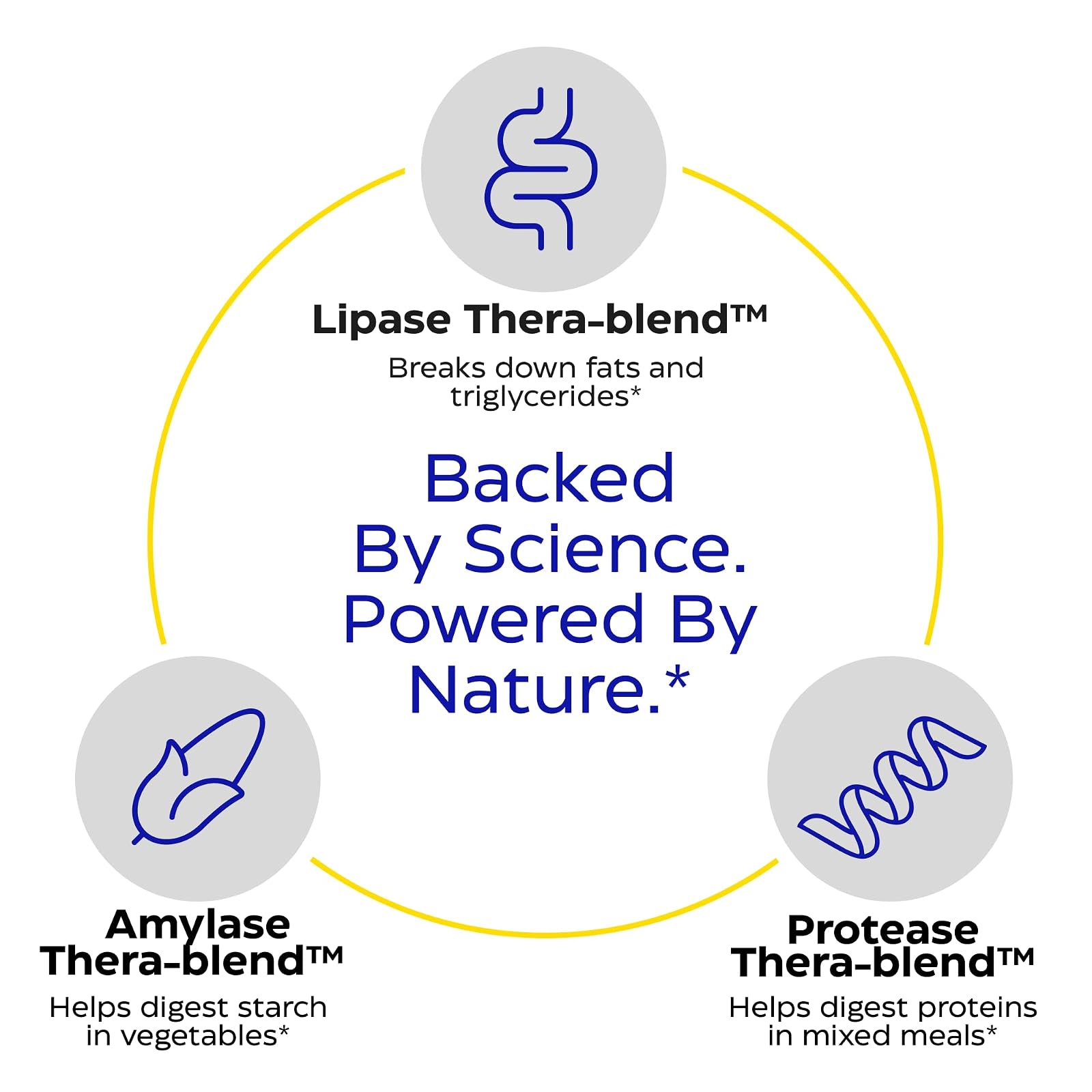 improve nutrient absorption with enzymes
