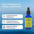 improve nutrient absorption with molybdenum
