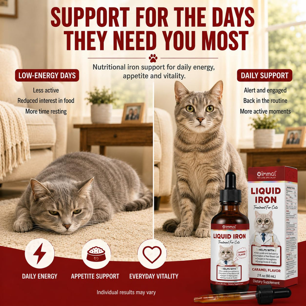improves cat energy levels