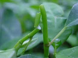 increased milk supply herbal capsules