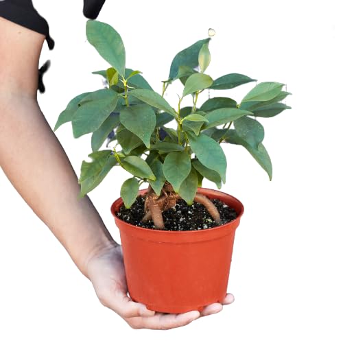 Indoor Ficus Ginseng for better air quality