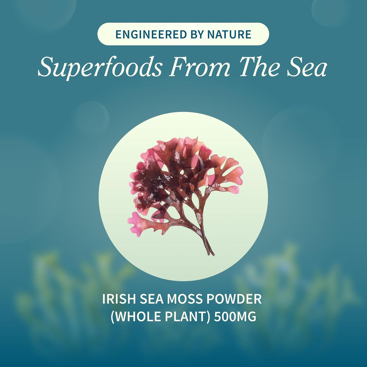 Iodine-rich Irish sea moss supplement