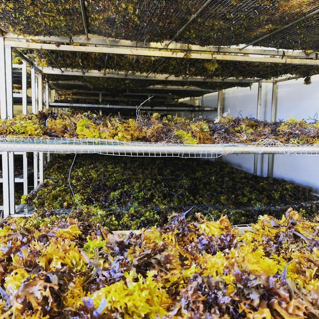 Irish sea moss for gut health