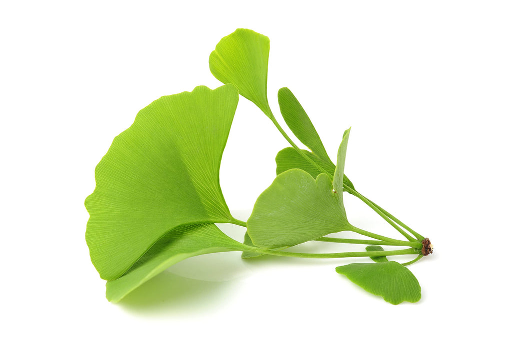 is ginkgo biloba good for memory support