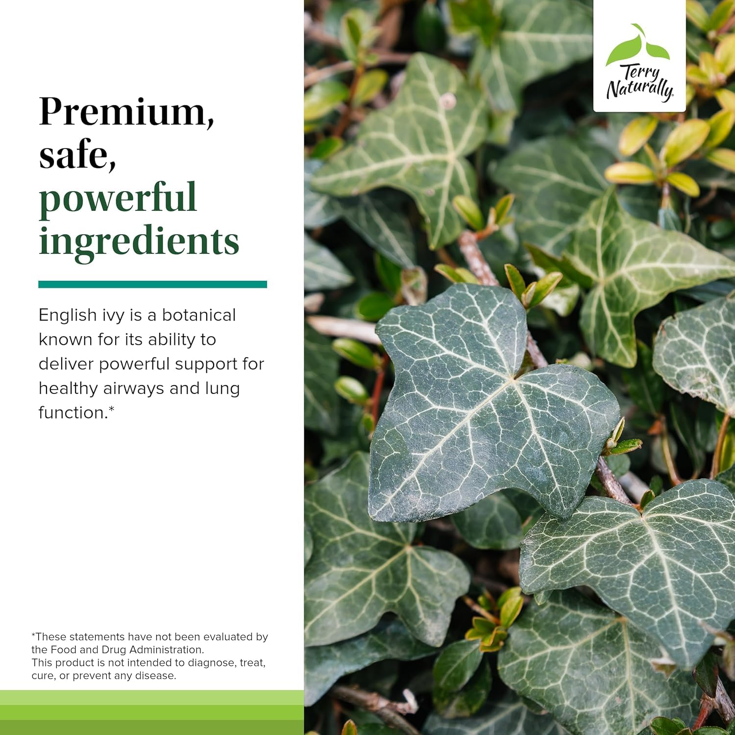 Ivy leaf extract for lung support