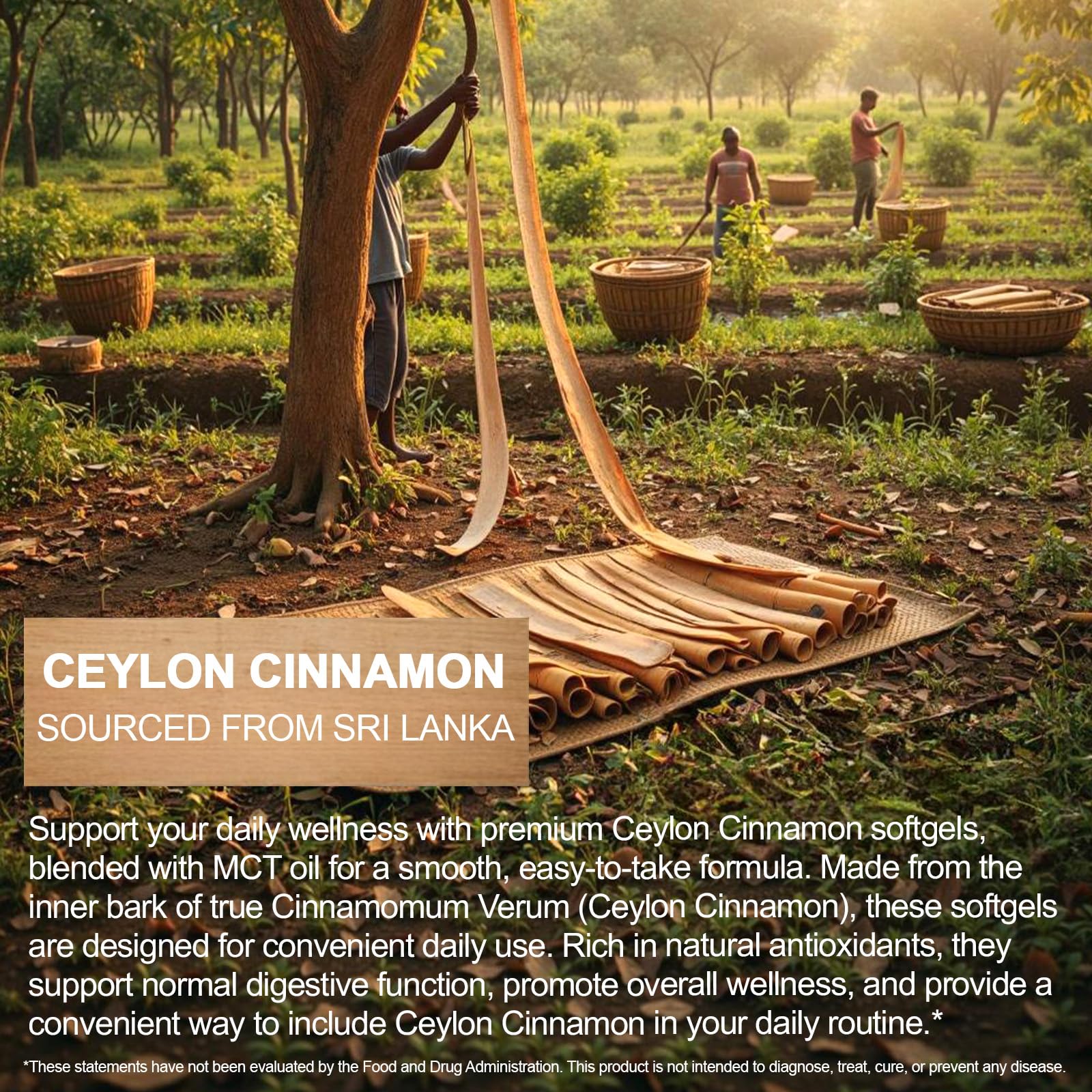 J&H cinnamon capsules for antioxidant properties