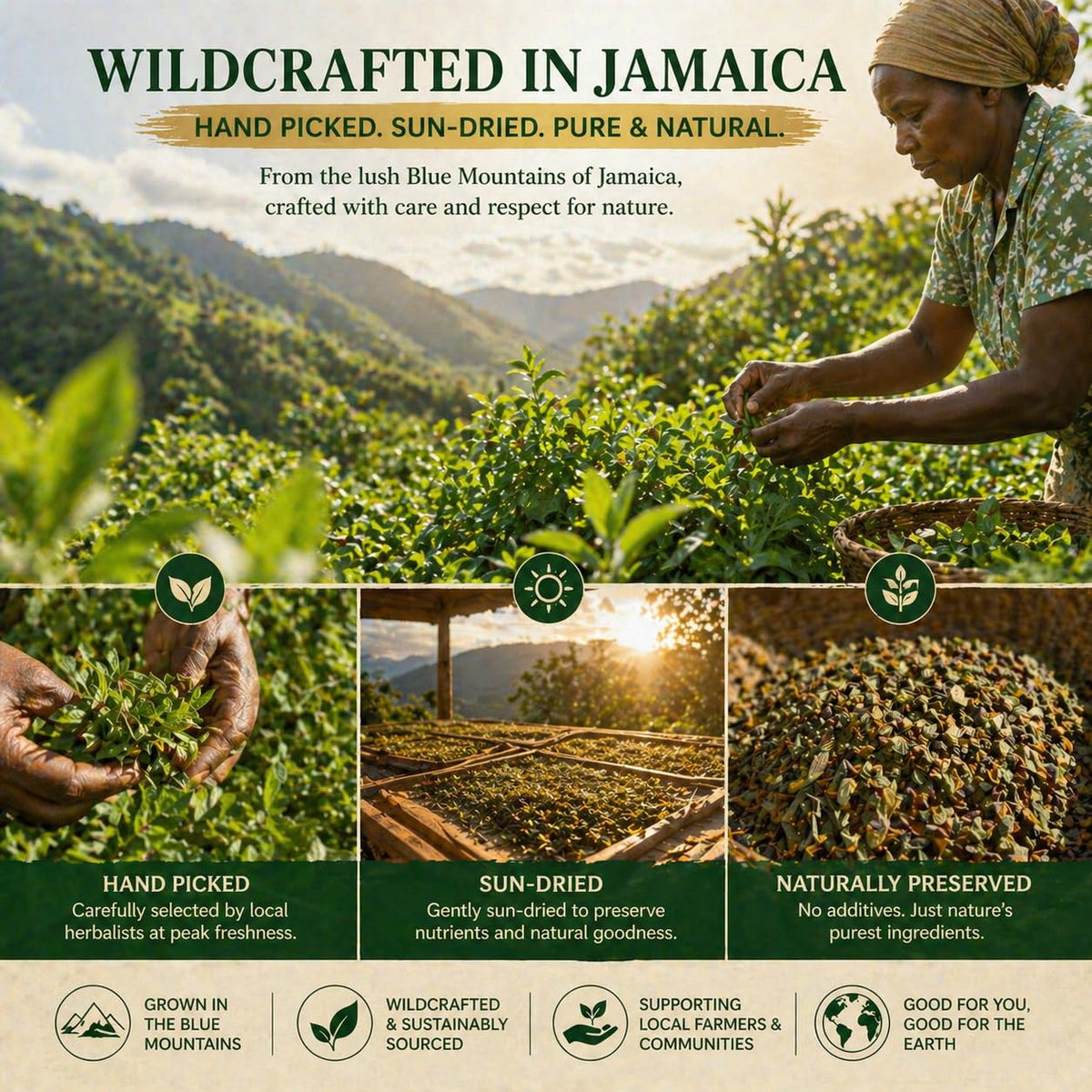 Jamaican herbal tea for wellness