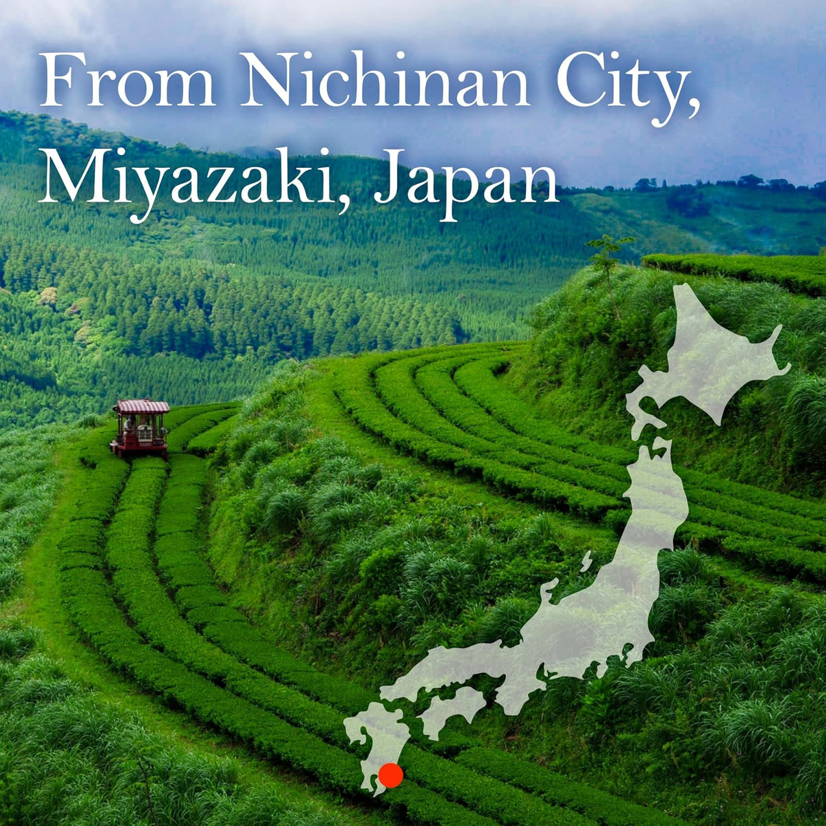 Japanese green tea experience