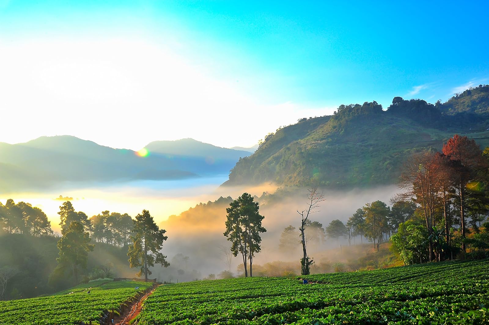 Jiaogulan herbal remedy for vitality