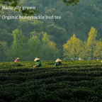 Jin Yin Hua dried tea flowers