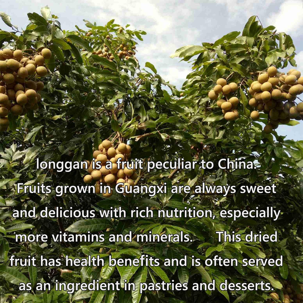 JINQI longan pulp energy boost
