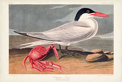John James Audubon cayenne illustration