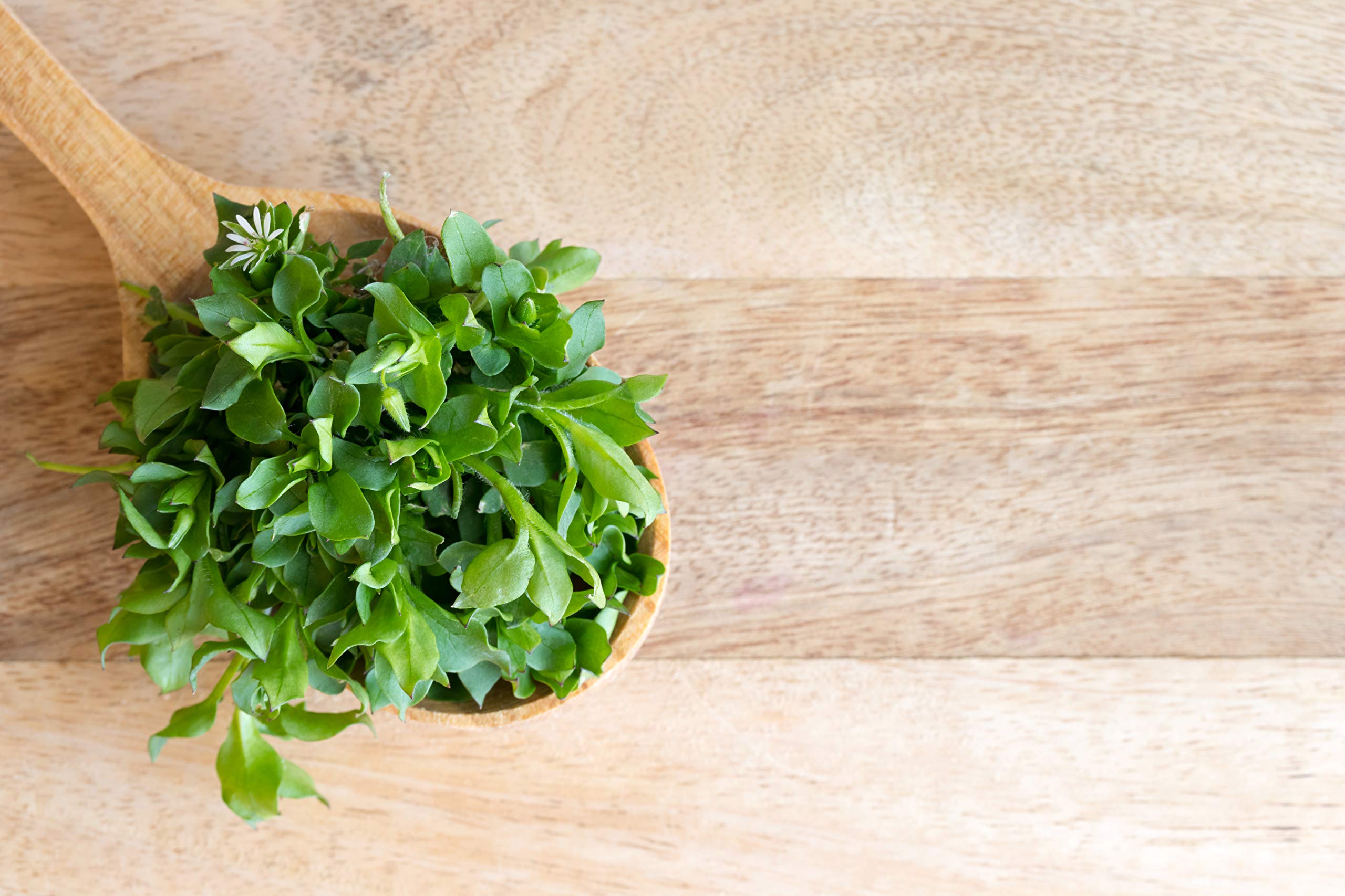 jou herbal supplements for immune support