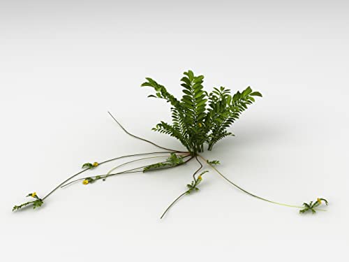 Jou herbal supplements for stress relief