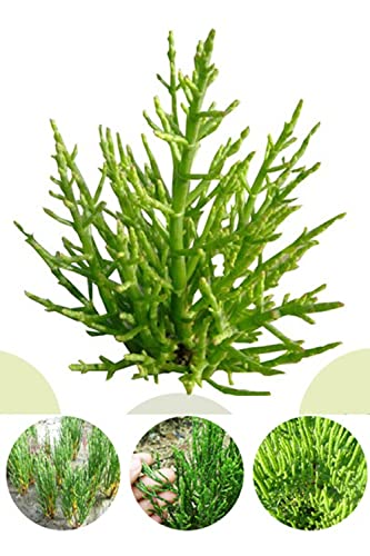 jou herbal supplements for wellness