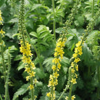 Jovvily agrimony for soothing chamomile tea