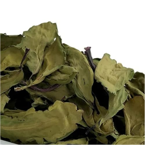 Kalanchoe leaves capsules for holistic benefits